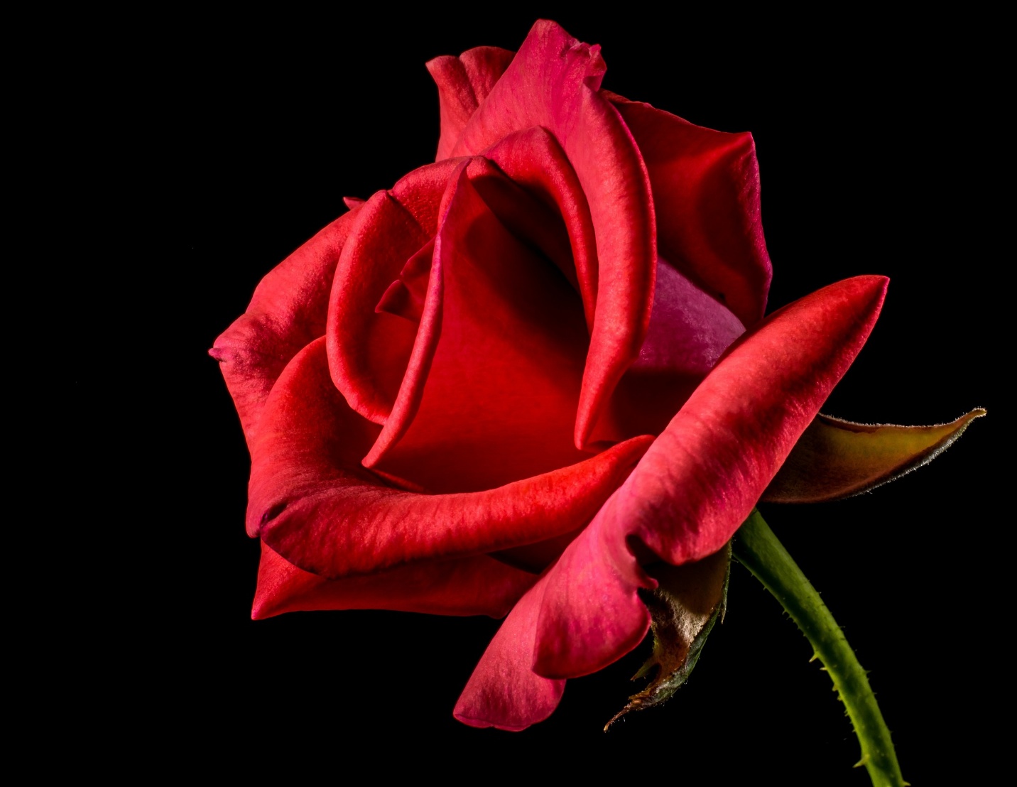 Rose – the beloved flower and Benefits